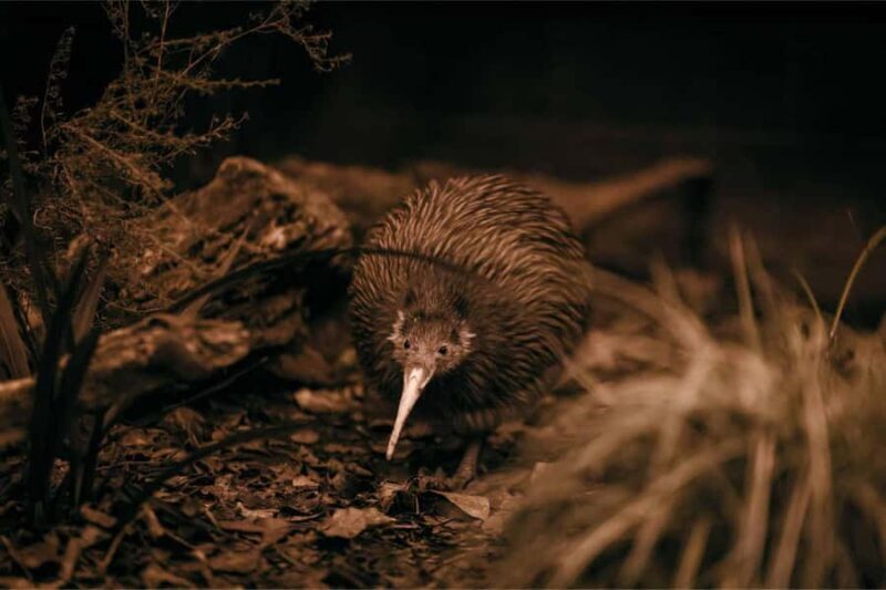 Te Puia: Te R Guided Day Tour + Haka Cultural Performance - Insights from Visitors