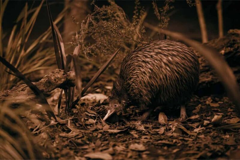 Te Puia: Tuku Iho Trail with Cultural Show - Final Thoughts