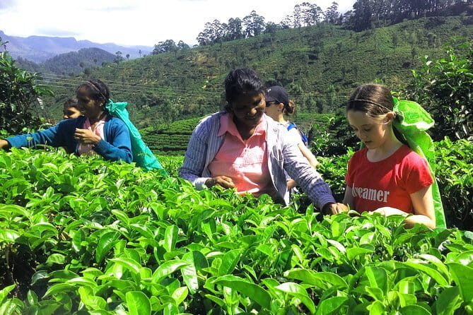 Tea Adventure- Haputale, Tea Plantation Tour with Lunch - Key Points