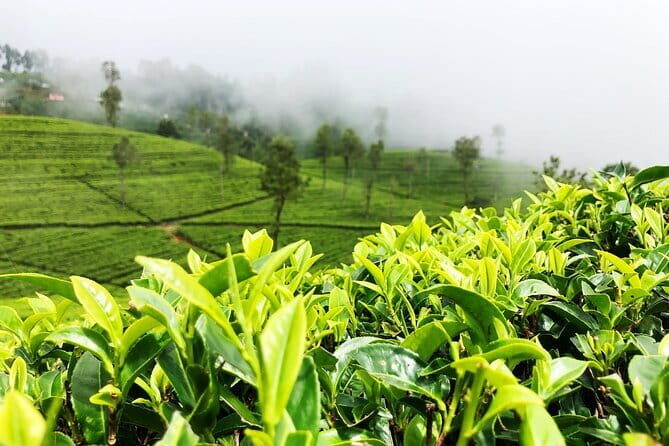 Tea Adventure- Haputale, Tea Plantation Tour with Lunch - Authentic Experiences Highlighted by Travelers
