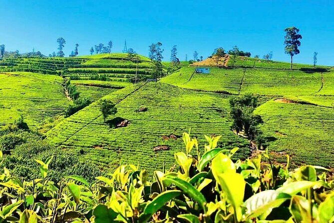 Tea Country Day Tour from Kandy - Nuwara Eliya - Key Points