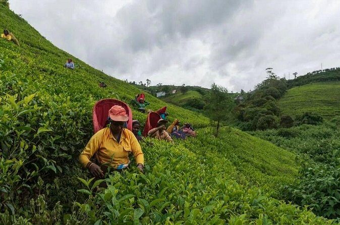 Tea Country Day Tour from Kandy - Nuwara Eliya - Who Should Consider This Tour?