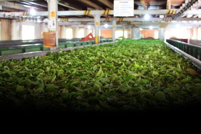 Tea Factory Tour at Galle (Pitigala) - The Experience in Depth