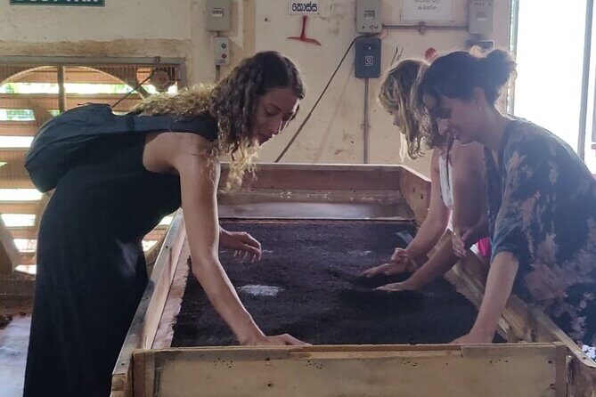 Tea Factory Tour with Tea Tasting Session - Key Points