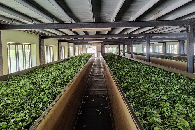 Tea Factory Tour with Tea Tasting Session - Who Should Consider This Tour?