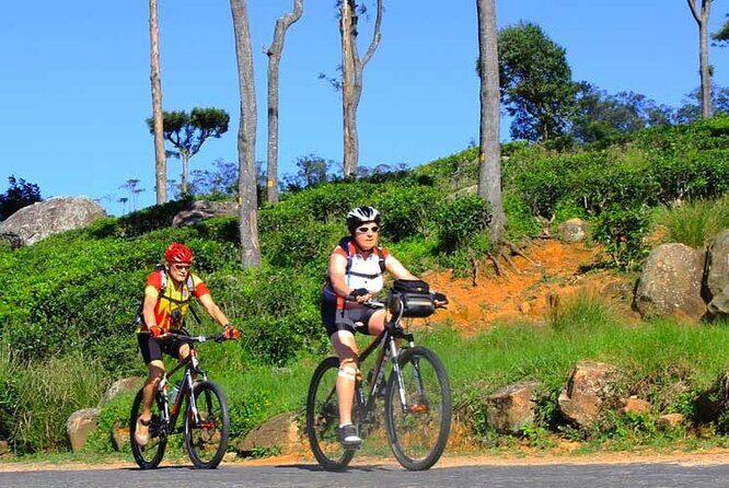 Tea Fields by Bicycle from Kandy - Why Travelers Love This Tour
