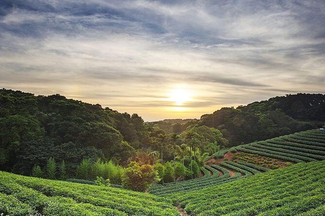 Tea of Taipei: Small-Group Tour with Taipei City Sightseeing - Key Points