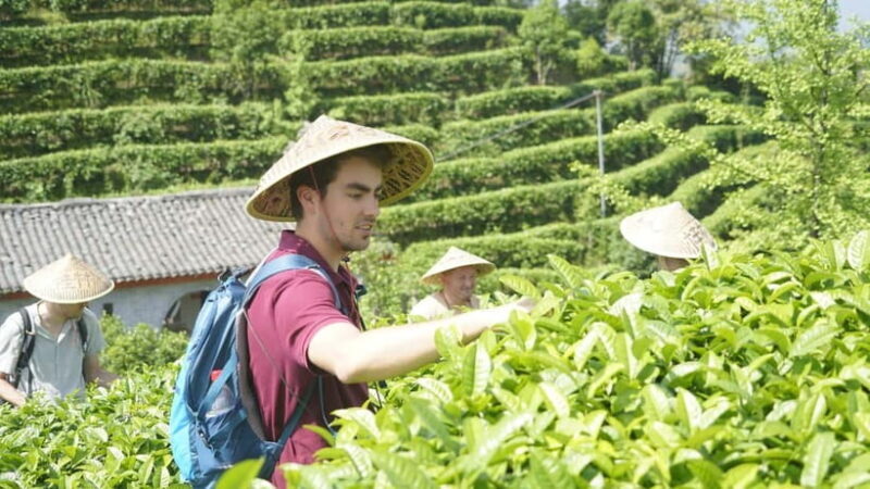 Tea Picking and Processing at Qixian Peak Scenic Area - Introduction