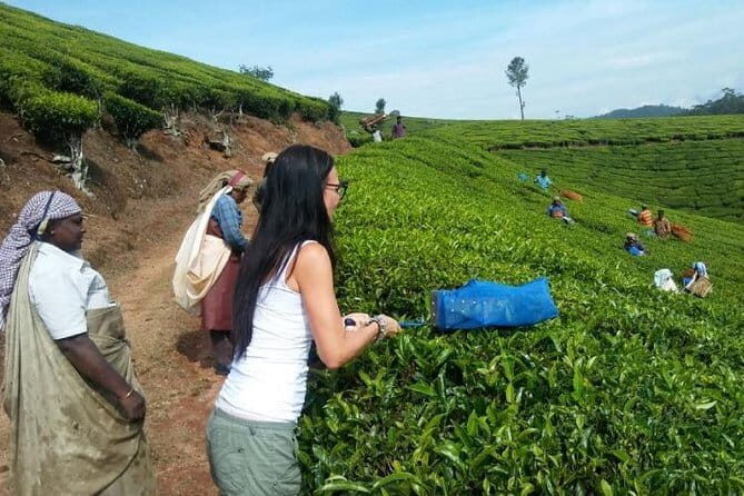 Tea planation walking In Munnar- (by Munnar Info) - Introduction
