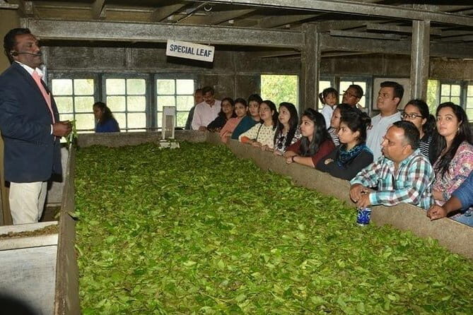 Tea planation walking In Munnar- (by Munnar Info) - The Itinerary: What to Expect at Each Step