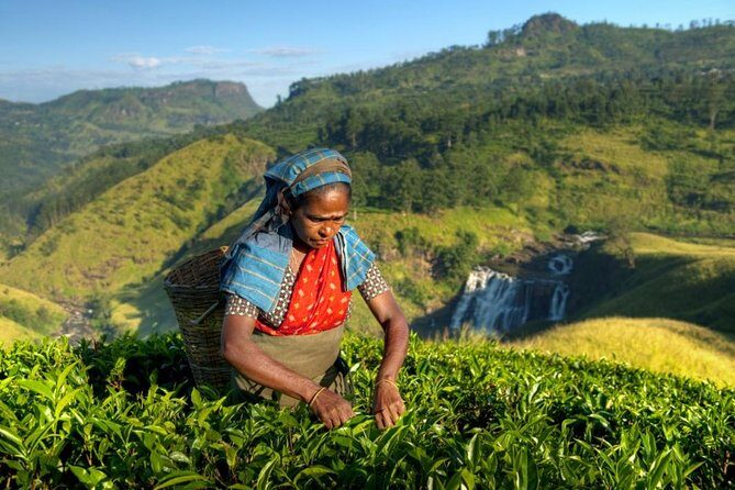 Tea Plantation Tour from Kandy - Key Points