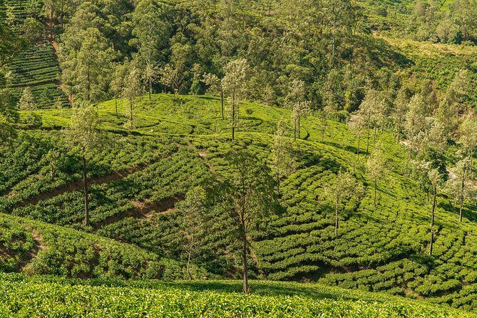 Tea Plantation Tour from Kandy - A Closer Look at the Itinerary