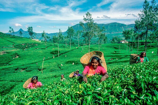 Tea Plantation Tour from Kandy - Who This Tour Is Best For