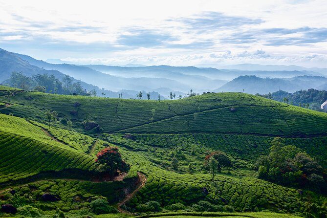 Tea Plantation Tour from Kandy - Final Thoughts