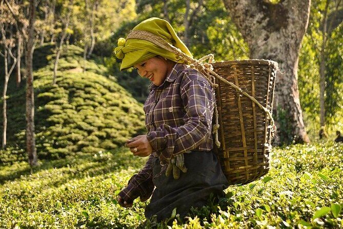Tea Pluckers' Day - Starting Bright: Morning Pickup and a Scenic Drive