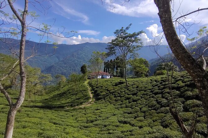 Tea Pluckers' Day - The Heart of the Experience: Tea Garden & Estate Tours