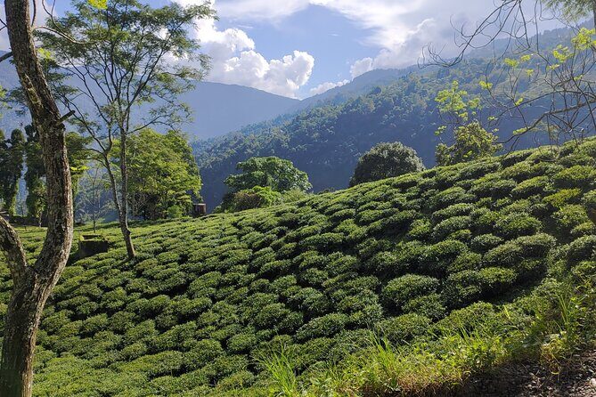Tea Pluckers' Day - Tea Tastings & Sampling