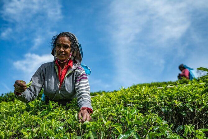 Tea Plucking and Tea Factory Tour From Kandy - Key Points: