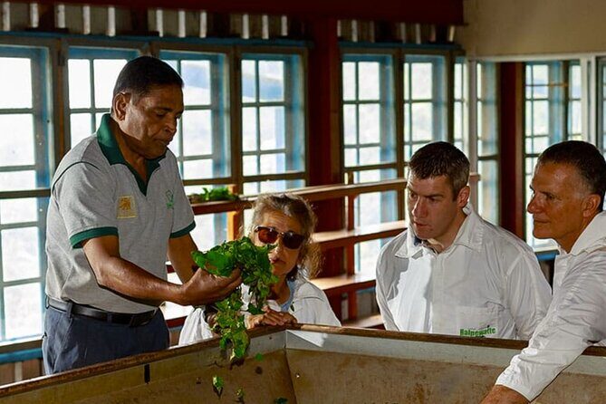 Tea Plucking and Tea Factory Tour From Kandy - Pricing and Value