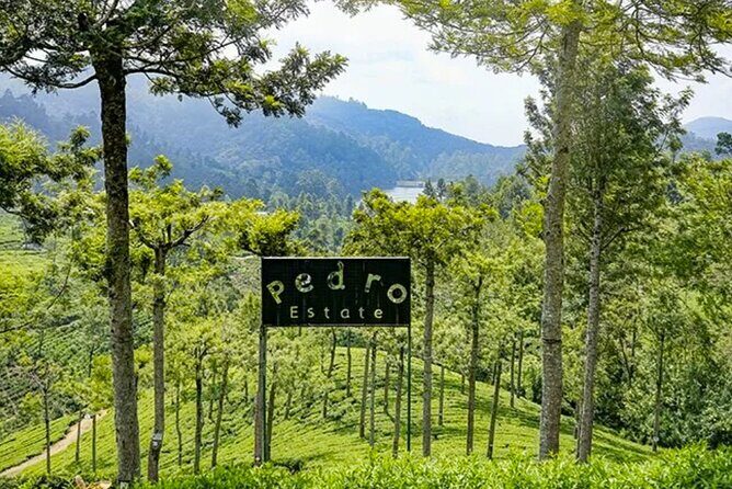 Tea Plucking and Tea Factory Tour From Kandy - What We Think