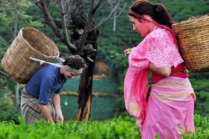 Tea Plucking and Tea Factory Visit from Kandy - Key Points