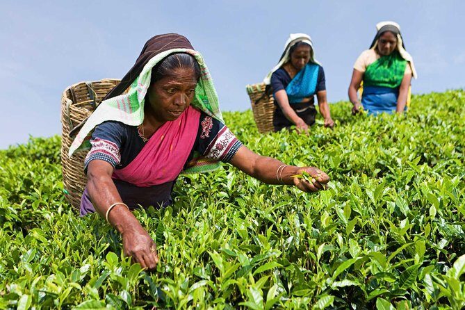 Tea Plucking and Tea Factory Visit from Nuwara Eliya. - Key Points