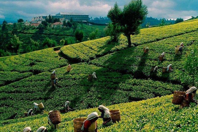 Tea Plucking and Tea Factory Visit from Nuwara Eliya. - A Closer Look at the Tour Experience