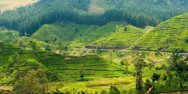 Tea Plucking and Tea Factory: Visit from Nuwara Eliya - A Closer Look at the Tour Experience