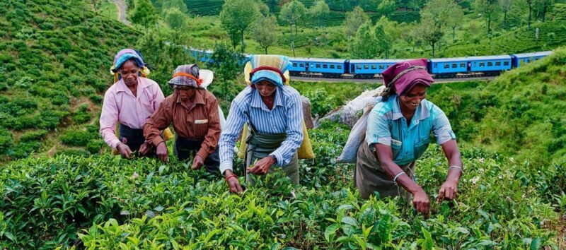 Tea Plucking and Tea Factory: Visit from Nuwara Eliya - FAQ