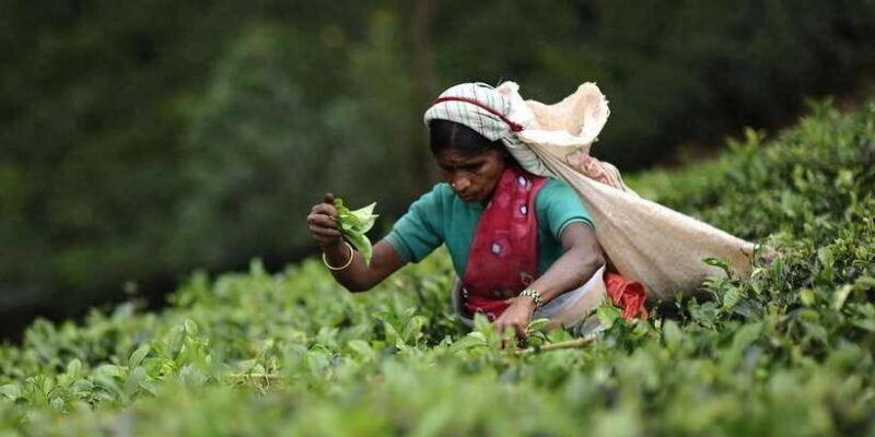 Tea Plucking & Tea Factory: Tour From Nuwara Eliya - Starting the Journey: What the Tour Entails