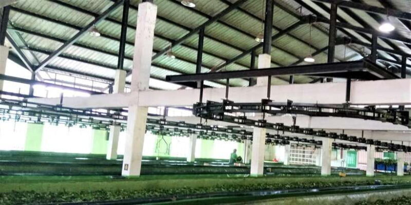 Tea Plucking & Tea Factory: Tour From Nuwara Eliya - Understanding Tea Grades and Conditions