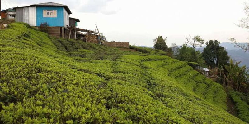 Tea Plucking & Tea Factory: Tour From Nuwara Eliya - Visiting the Tea Factory: Old Machinery and Traditional Processes