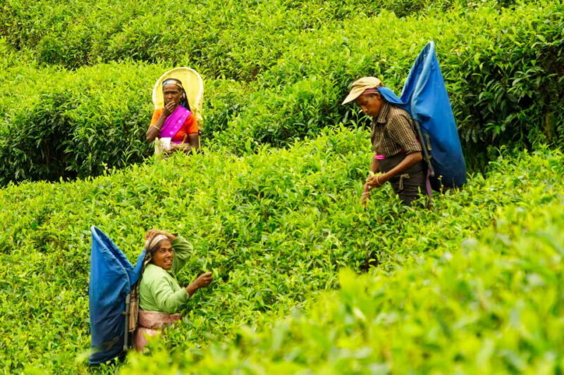Tea Plucking & Tea Factory: Tour From Nuwara Eliya - Tea Tasting: Sampling the Flavors of Sri Lanka