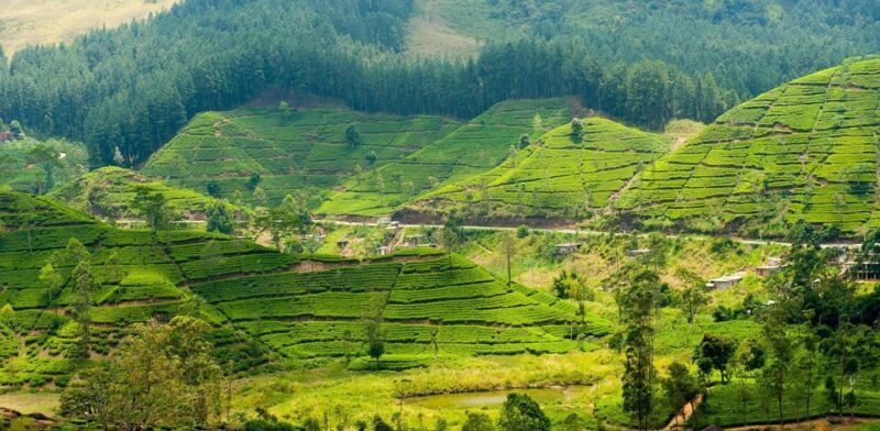 Tea Plucking & Tea Factory: Tour From Nuwara Eliya - The Practical Aspects: Transportation, Cost, and Timing