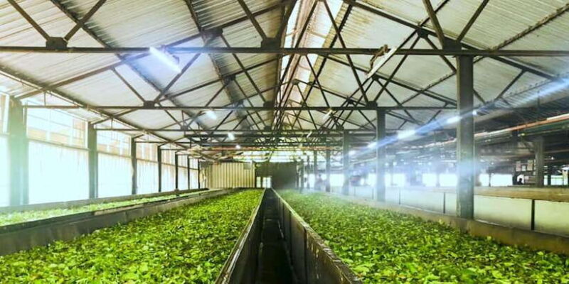 Tea Plucking & Tea Factory: Tour From Nuwara Eliya - What Reviewers Say