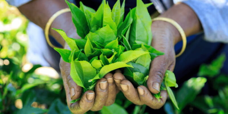 Tea Trail of Nuwara Eliya - Key Points