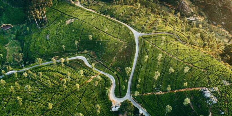 Tea Trail of Nuwara Eliya - Introduction to the Tea Trail of Nuwara Eliya
