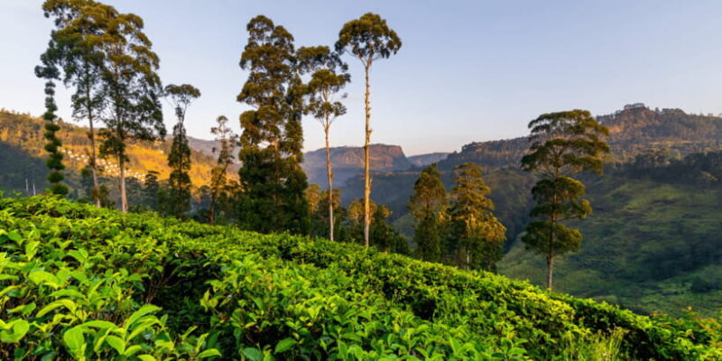 Tea Trail of Nuwara Eliya - What Travelers Say