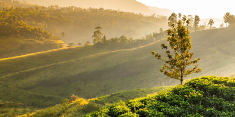 Tea Trail of Nuwara Eliya - The Bottom Line