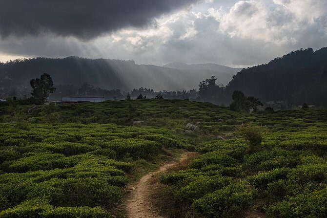 Tea Trails by Bicycle from Nuwara Eliya - What to Expect at Each Stop