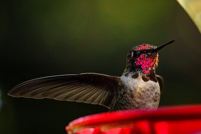 Tea with hummingbirds at a Hummingbird Sanctuary - The Itinerary in Detail