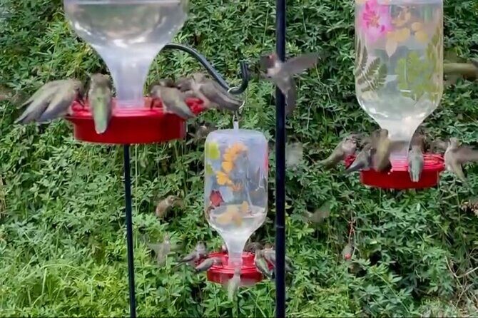 Tea with hummingbirds at a Hummingbird Sanctuary - Who’s This Tour Best For?