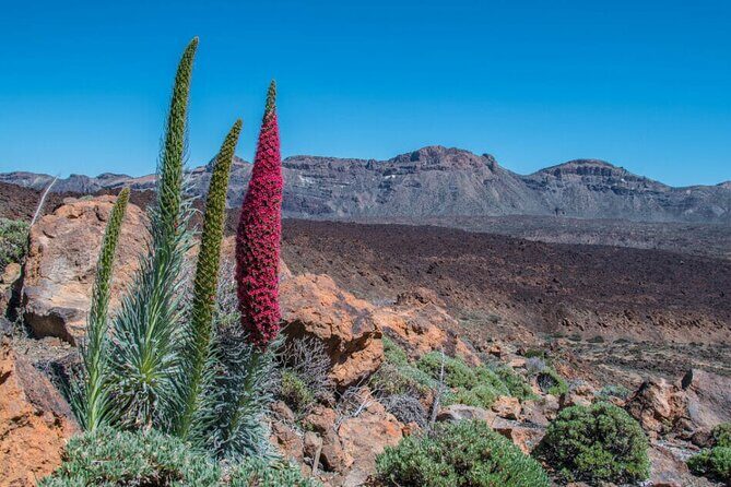 Teide National Park Full Experience with Professional Guide - An Authentic Day in Mount Teide’s Enchanting Landscape
