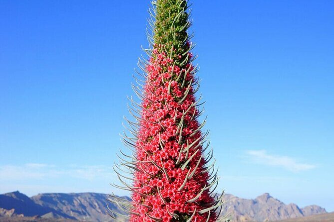 Teide National Park Full Experience with Professional Guide - Final Thoughts