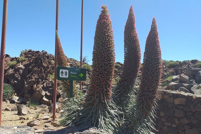 Teide Tenerife´s jewel - An In-Depth Look at the Teide Experience