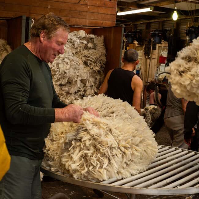 Tekapo: Merino Sheep Shearing and Sheepdog Demonstration - Introduction