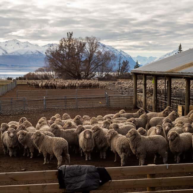 Tekapo: Merino Sheep Shearing and Sheepdog Demonstration - Sheepdog Demonstration: Marvel at Canine Intelligence