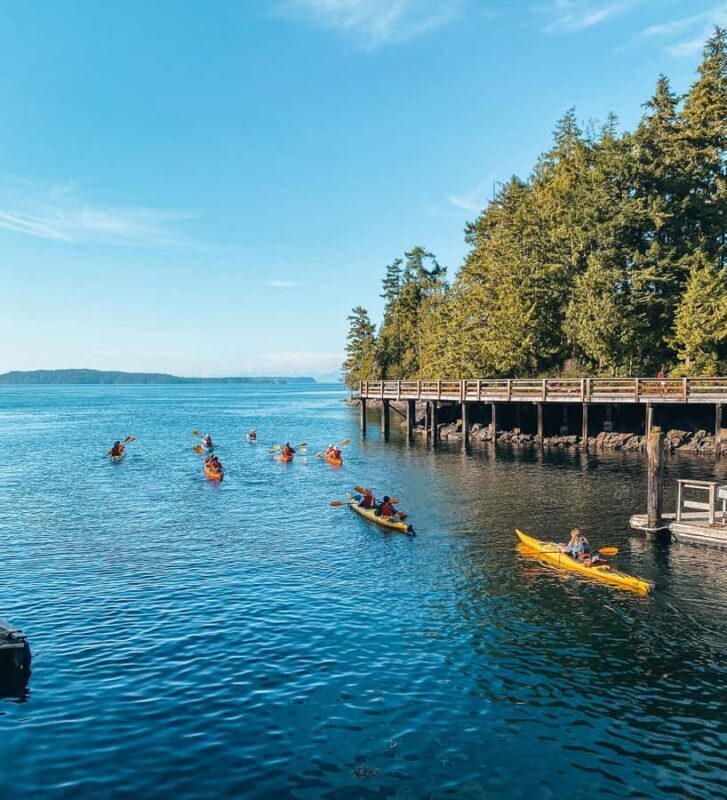 Telegraph Cove: 2-Hour Day or Evening Kayaking Tour - The Scenic and Wildlife Highlights