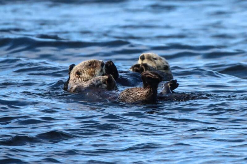 Telegraph Cove: 2-Hour Day or Evening Kayaking Tour - The Logistics: Practicalities and Value