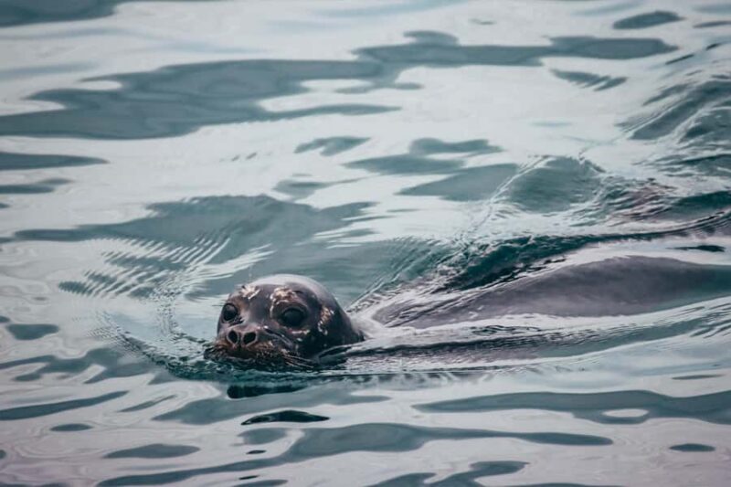 Telegraph Cove: 2-Hour Day or Evening Kayaking Tour - Who Should Consider This Tour?